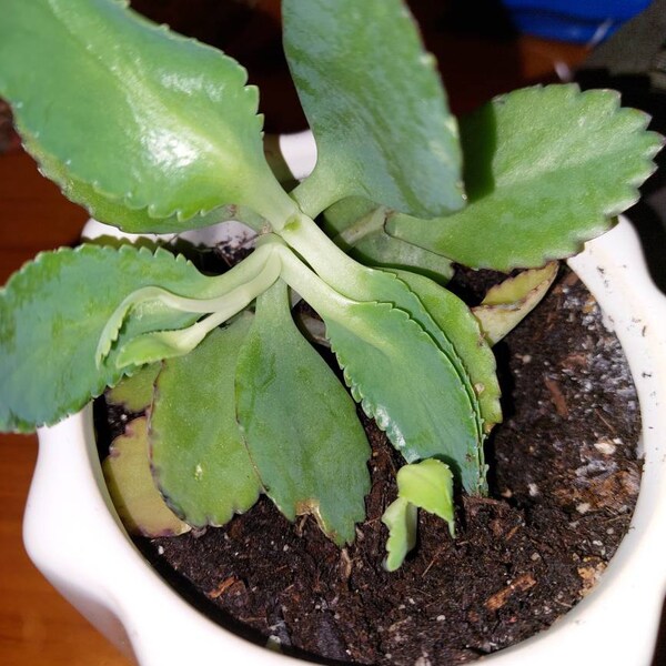 Huge Organic Kombucha SCOBY Culture (4"-6") - Etsy