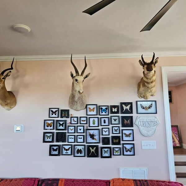 Weathered Exotic Ibex Skull Horn Mount Taxidermy Man Cave Cabin Sheep ...