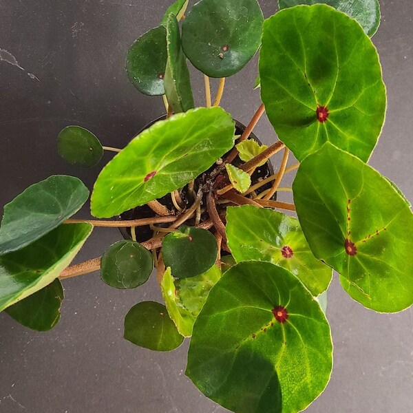 Red Ruby Begonia (4" Pot) (begonia Conchifolia Rubrimacula) - Etsy