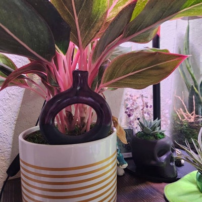 Yellow Water Spike, Olla, Plant Tender, Watering Bulb Bottle-shaped ...