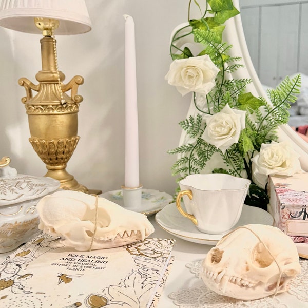 Beaver Skull - Pyrography & Painted Art - Real Skull - One of a Kind ...