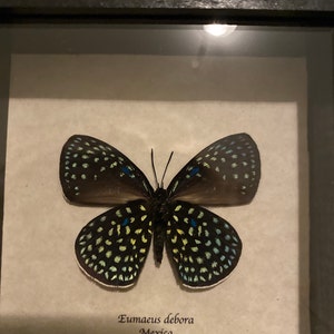 Real Rare Kaiser-i-hind Swallowtail Butterfly Framed Taxidermy - Etsy