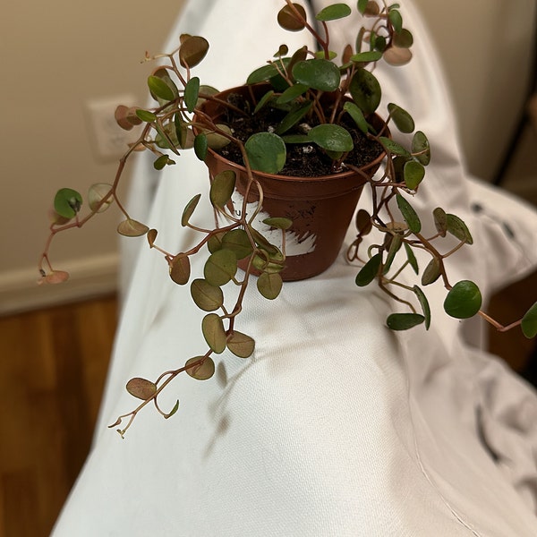 Peperomia Ruby Cascade, Trailing Peperomia, Trailing Plant, Hanging ...