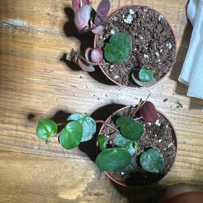 Peperomia Ruby Cascade, Trailing Peperomia, Trailing Plant, Hanging ...