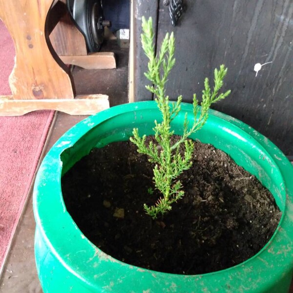 3 Giant Sequoia Trees - California Redwood - Potted - 8"-12" Tall ...