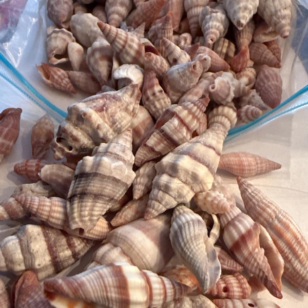 Mixed Bulk Mitra Miter Mitre Shells Pointed Spiral Topped Top Seashells ...