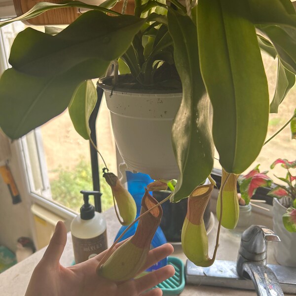 FOSTER 4-pack LIVE 4 Inch Kalanchoe, Blooming Houseplant, Gardening ...