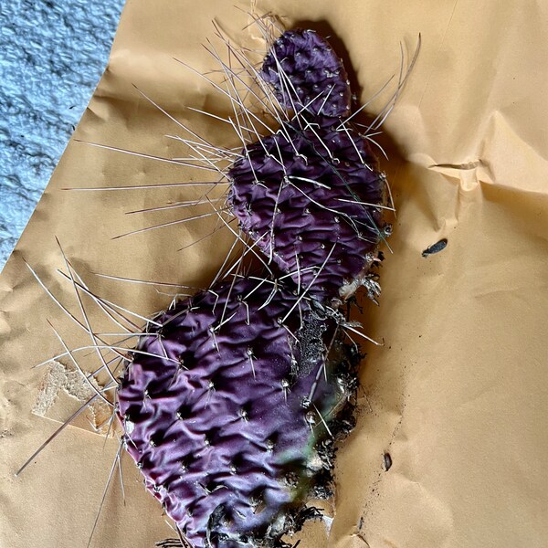 Cold Hardy Ice Plant, Yellow Flowering - Etsy