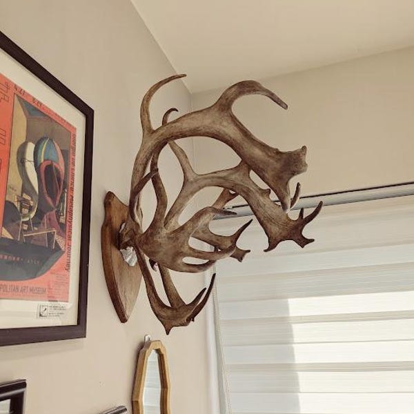 Fallow Deer Skull From Central Europe Fallow Deer dama Dama Unique ...