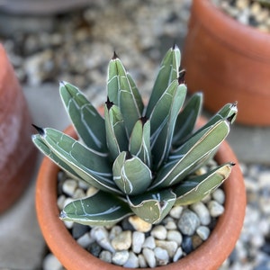 Ferdinand Agave, King of the Agave, Nickelsiae, Agave, Cactus ...