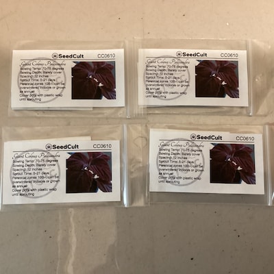 Giant Chocolate Coleus, Palisandra Exhibition Seeds, Indoor Shade Plant ...
