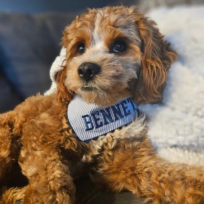 Celeste Embroidered Birthday Crown for Dogs First Birthday Crown Custom ...