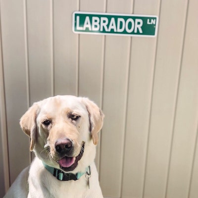 LABRADOR Lane Street METAL Dog House Sign 3x12 New & Handmade - Etsy