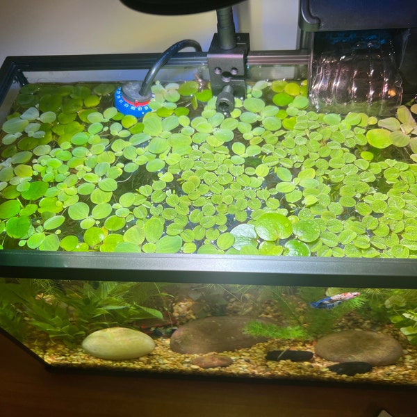 Floating Plant Package #1, Frogbit + Dwarf Water Lettuce + Water ...