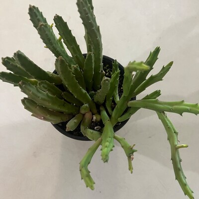 Crassula Ovata Ets Fingers Jade Rare Succulent Live Plant - Etsy