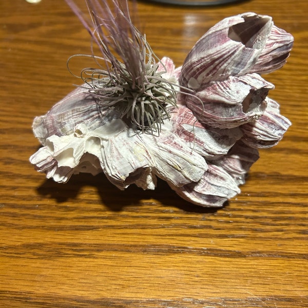 Purple Barnacle Cluster 3"- 5" Beach Decor-barnacle-coral-air Plant ...