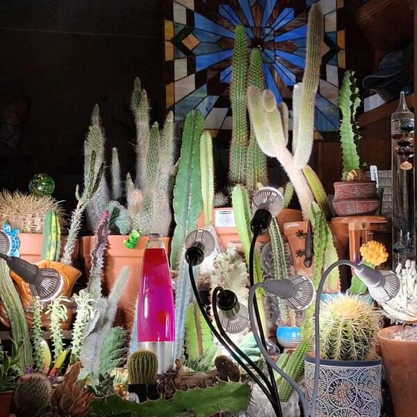 Rebutia Sanguinea Cactus Plant, Fully Rooted, Clumping Cactus, Small ...