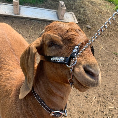 Best Custom Goat Show Leads - Etsy