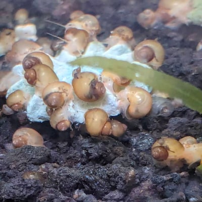 Super Snello 8oz, Aquatic Snail Food, Dehydrated, Snail Jello, Mystery ...