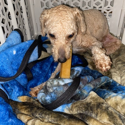 Small Dog Himalayan Yak Milk Bones Dog Chews for Small Dogs Organic ...