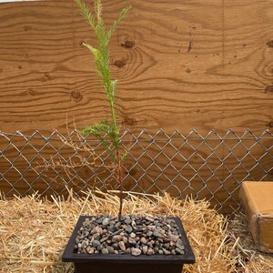 Giant Sequoia Tree Seed Grow Kit the Jonsteen Company | Etsy