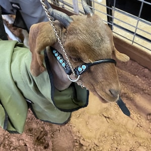 Best Custom Goat Show Leads - Etsy