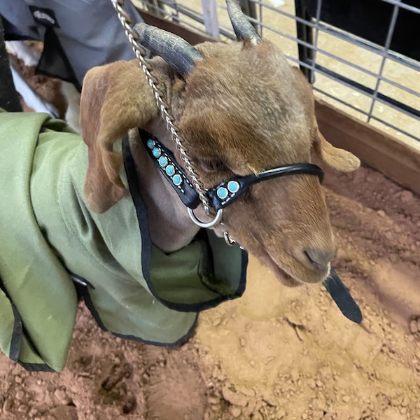 Goat Show Halters, Natural, Brown, Black. Can Have Bling, or Can Be ...
