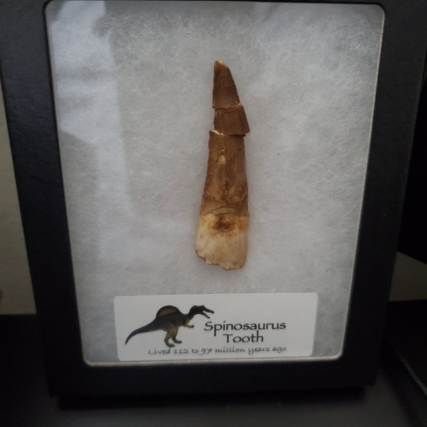 Spinosaurus Tooth Fossil in Display Case, Authentic Dinosaur Tooth ...
