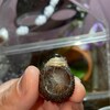 Jumping Spider Magnetic Acorn Ledge/hide classic Acorn, Flat Saucer ...