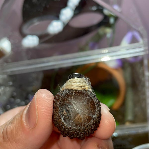 Jumping Spider Magnetic Acorn Ledge/hide (multiple Style) - Etsy