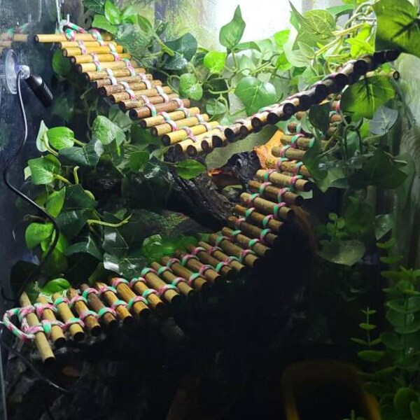 Bamboo Bridge - 2.5" Width - (perfect for Young Crested Geckos, Tree ...