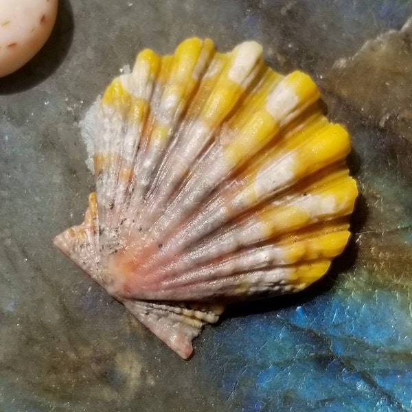 Opihi Limpet Hawaiian Shells 10 Shells Hawaii Shell Jewelry Making ...