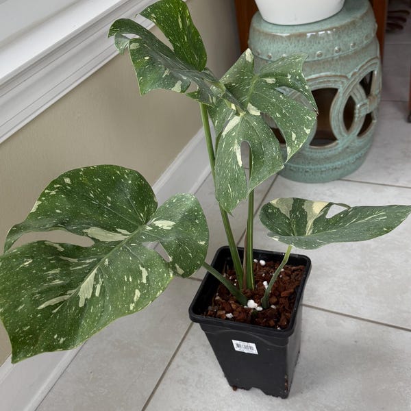 Extra Large Variegated Monstera Thai Constellation: Rooted Rare ...
