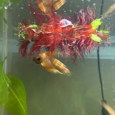 Combo 5 Dwarf Water Lettuce 5 Red Root Floaters Live Floating Aquatic ...