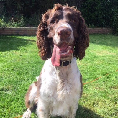 Spaniel All Occasion Card, Funny Dog Birthday Greeting Cards - Etsy UK