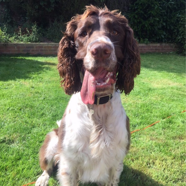 Spaniel All Occasion Card, Funny Dog Birthday Greeting Cards - Etsy UK
