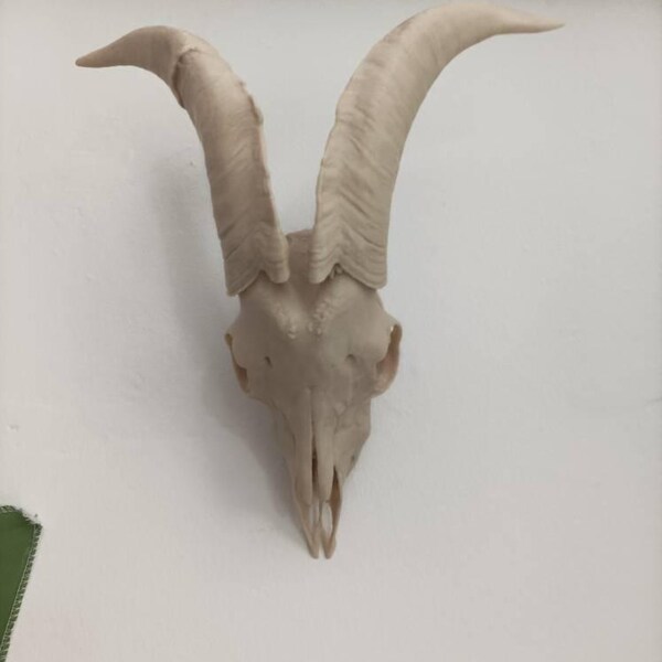 Red Fox Skull Life Size - 3D Printed Animal Replicas, Ideal Shelf ...