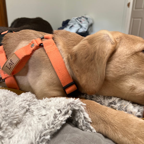 Lof Dog No Pull H-type Harness With Handle, Designed to Fit Dogs Body ...