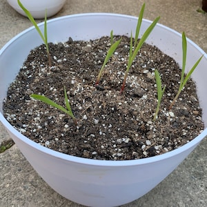 도라지 Seeds 50 Bell Flower Seeds | Etsy