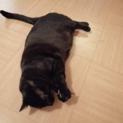 Cat Printable Party Mask Digital Instant Download Kitty - Etsy