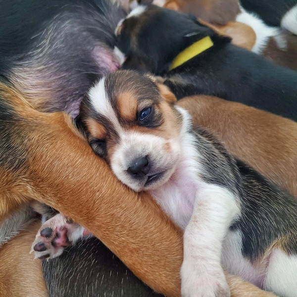 Half Log Bench. Choose Your Size. Free Shipping. - Etsy