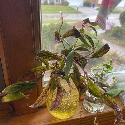 Ric Rac Cactus, Zig Zag Cactus, 2 Inch Bare Root Plant, Rare Fishbone ...