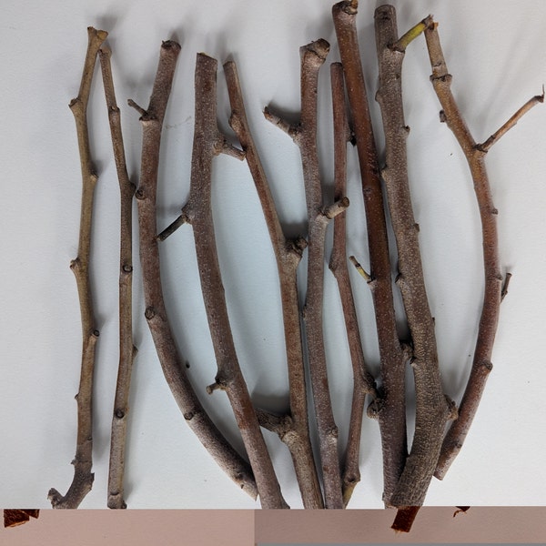 5 Japanese Ume Fruit Tree Cuttings, or Plum Fruit Tree Cuttings App 5 ...