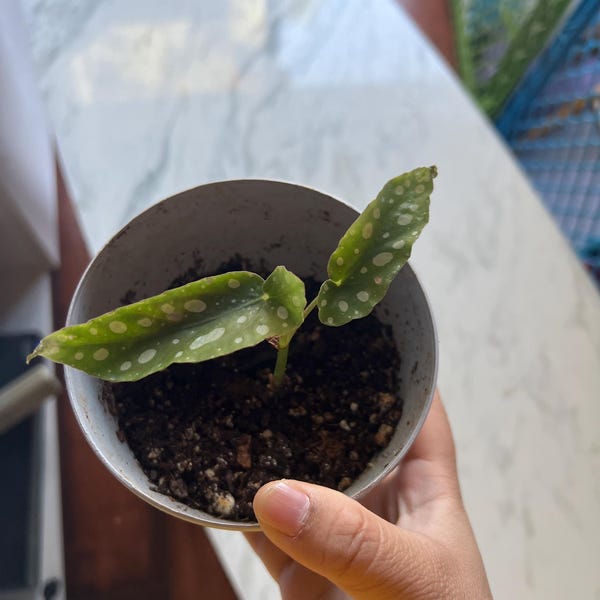 Kei Yoki African Violet Starter Plant ALL PLANTS Require You to ...