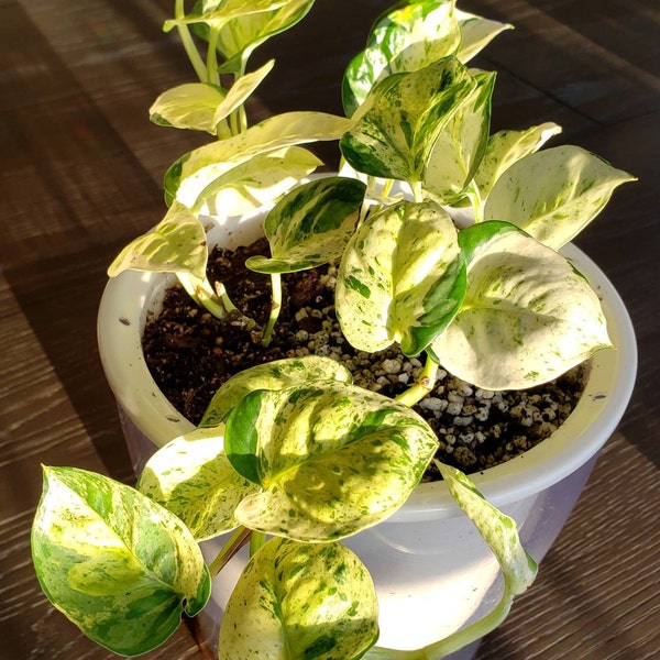 Carnival Pothos Teruno Series Epipremnum Aureum Carnival Terunoworld ...