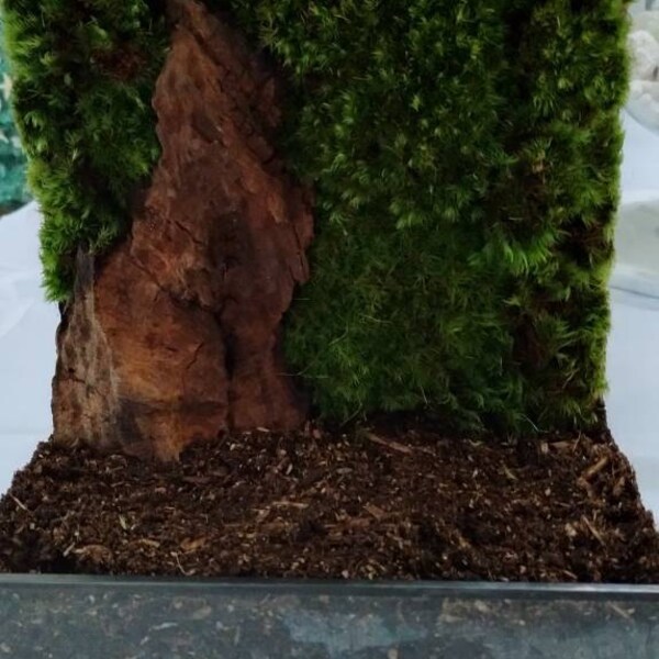 DIY Premium Moss Wall Art Kit With 2 Black Frames Nature Lover Gift ...