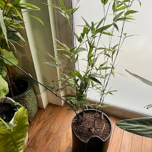 Lady Finger Clumping Bamboo/bambusa 1 Value Priced Division - Etsy