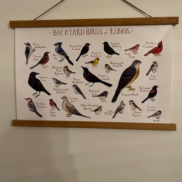 Illinois Backyard Birds Field Guide Art Print / Watercolor Painting ...