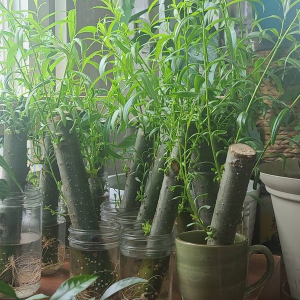 100 Austree Willow Hybrid Tree Starts Privacy Hedge Fast Growing - Etsy
