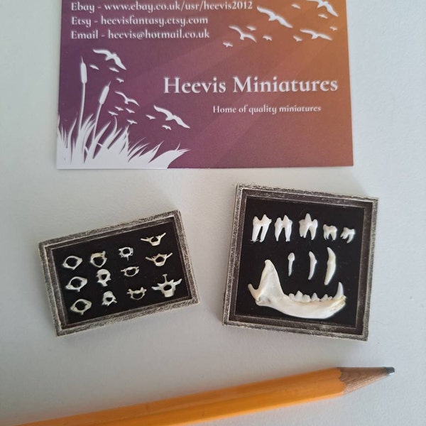 12th Scale Wooden Display of Blue Ray Limpet Shells Hamish Mcduncle's ...